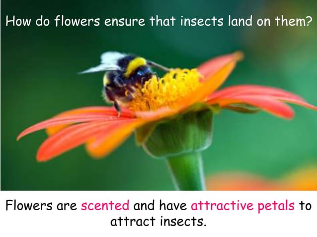 Pollination-and-Fertilisation.ppt plants | PPT