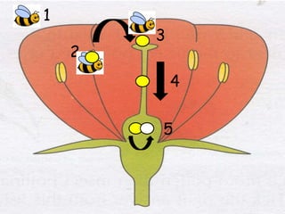 Pollination-and-Fertilisation.ppt plants | PPT
