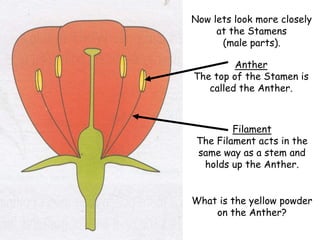 Pollination-and-Fertilisation.ppt plants | PPT