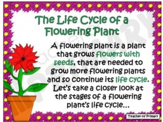 Pollination-and-Fertilisation.ppt plants | PPT