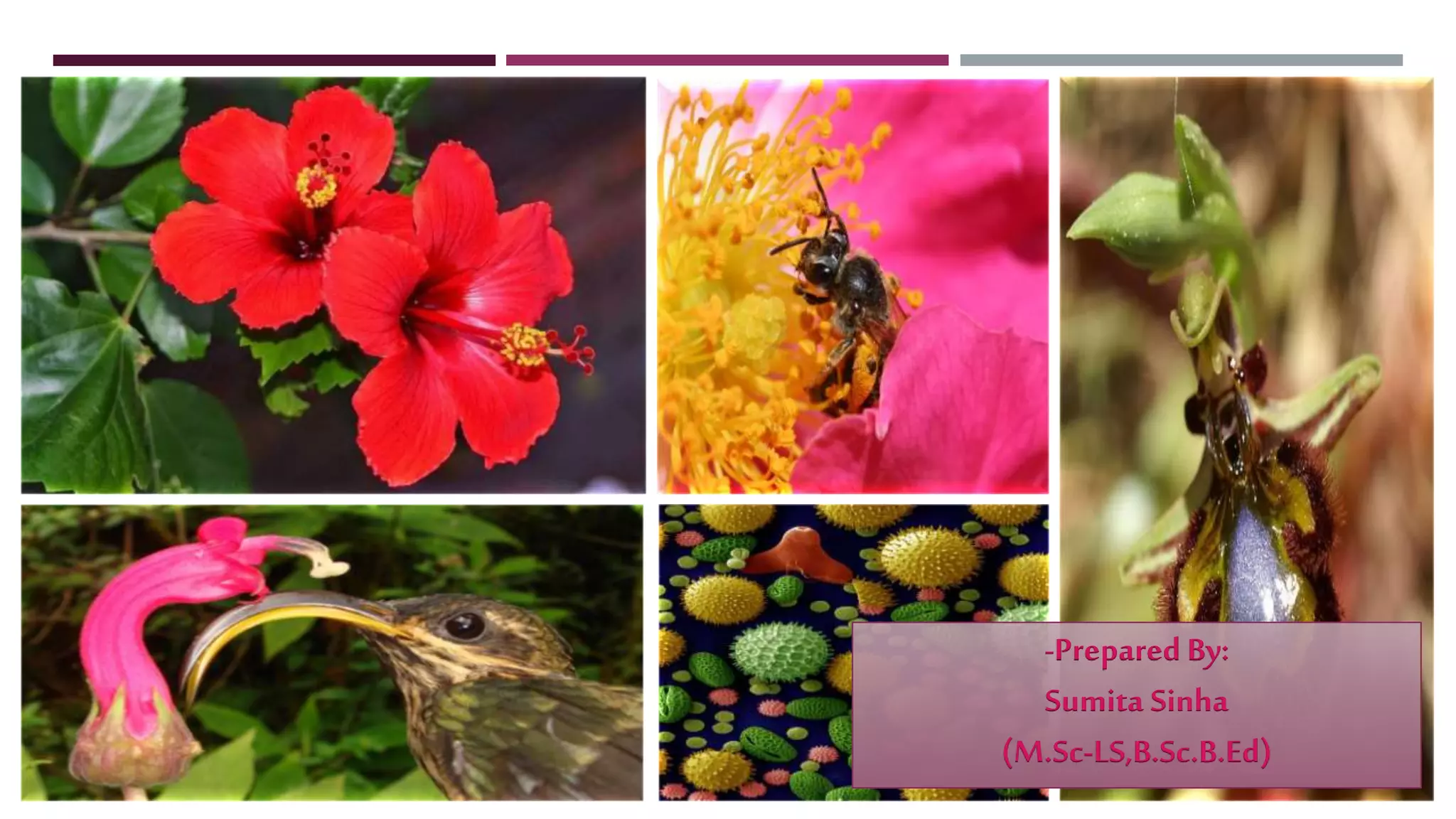 Pollination Detailed Explanation with examples | PPTX | Gardening ...