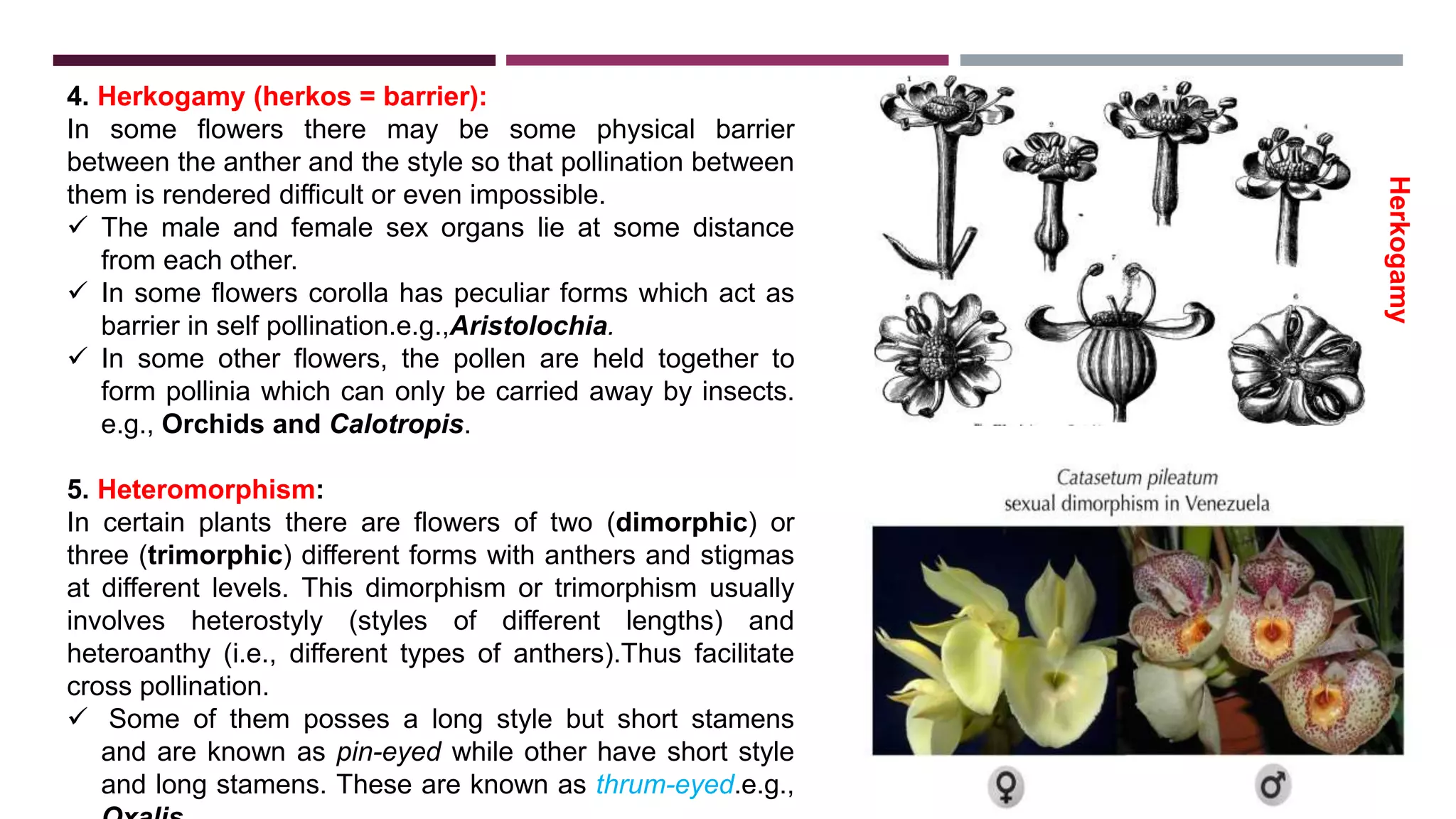 Pollination Detailed Explanation with examples | PPT