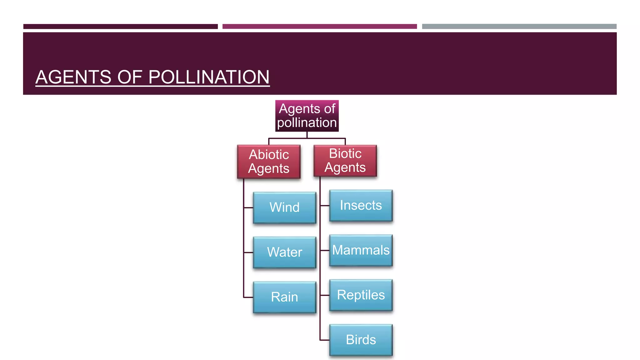Pollination Detailed Explanation with examples | PPTX
