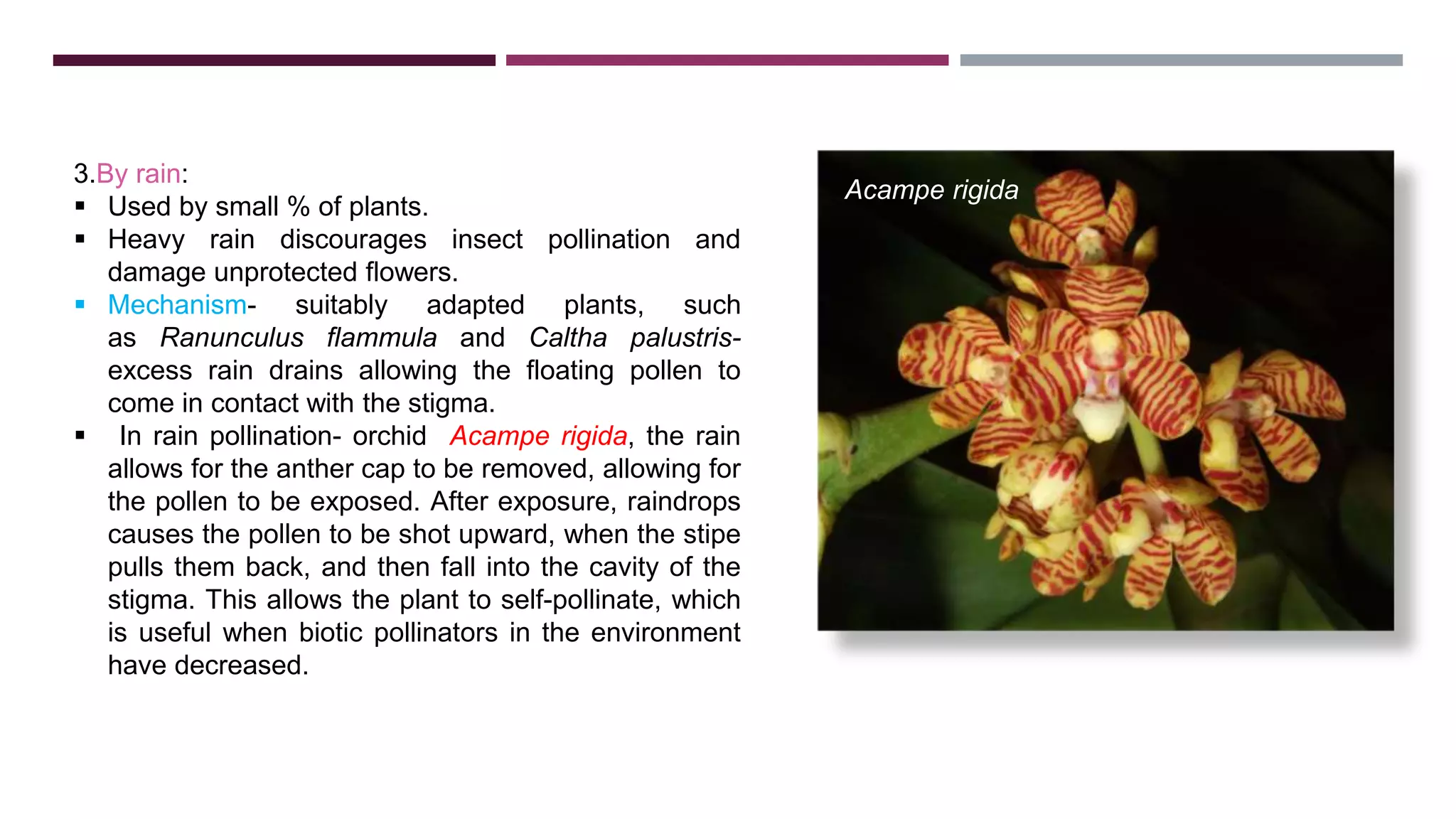 Pollination Detailed Explanation with examples | PPTX