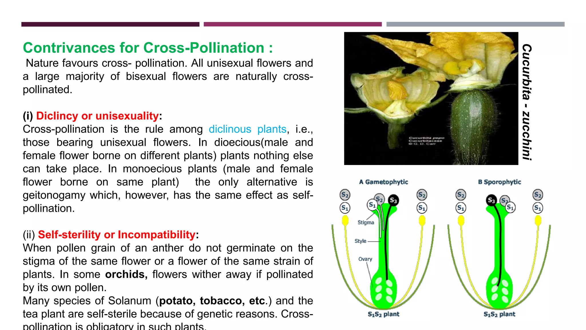 Pollination Detailed Explanation with examples | PPTX | Gardening ...