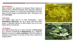 Pollination Detailed Explanation with examples | PPTX