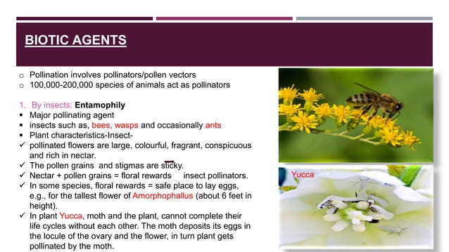 Pollination Detailed Explanation with examples | PPTX | Gardening ...