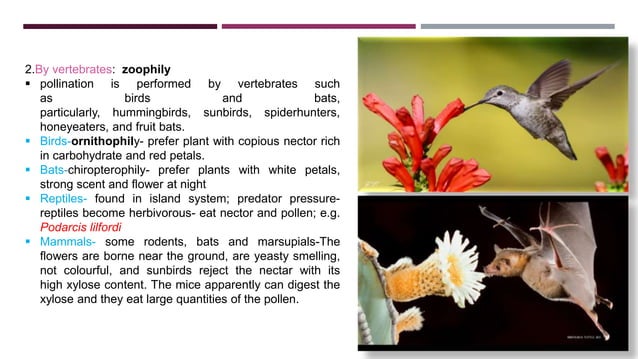 Pollination Detailed Explanation with examples | PPTX | Gardening ...