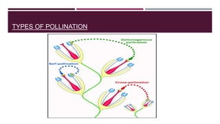 Pollination Detailed Explanation with examples | PPTX