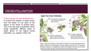 Pollination Detailed Explanation with examples | PPTX