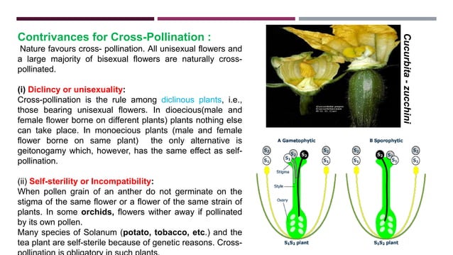Pollination Detailed Explanation with examples | PPTX | Gardening ...