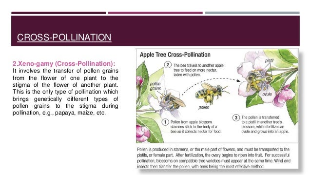 Pollination Detailed Explanation with examples