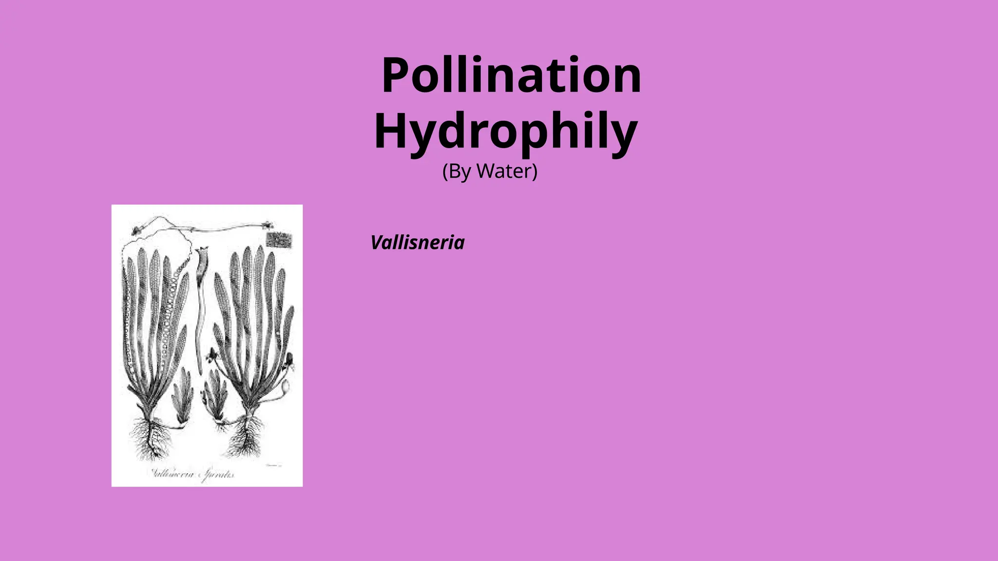 POLLINATION- TYPES, AGENTS AND IMPORTANCE.pptx