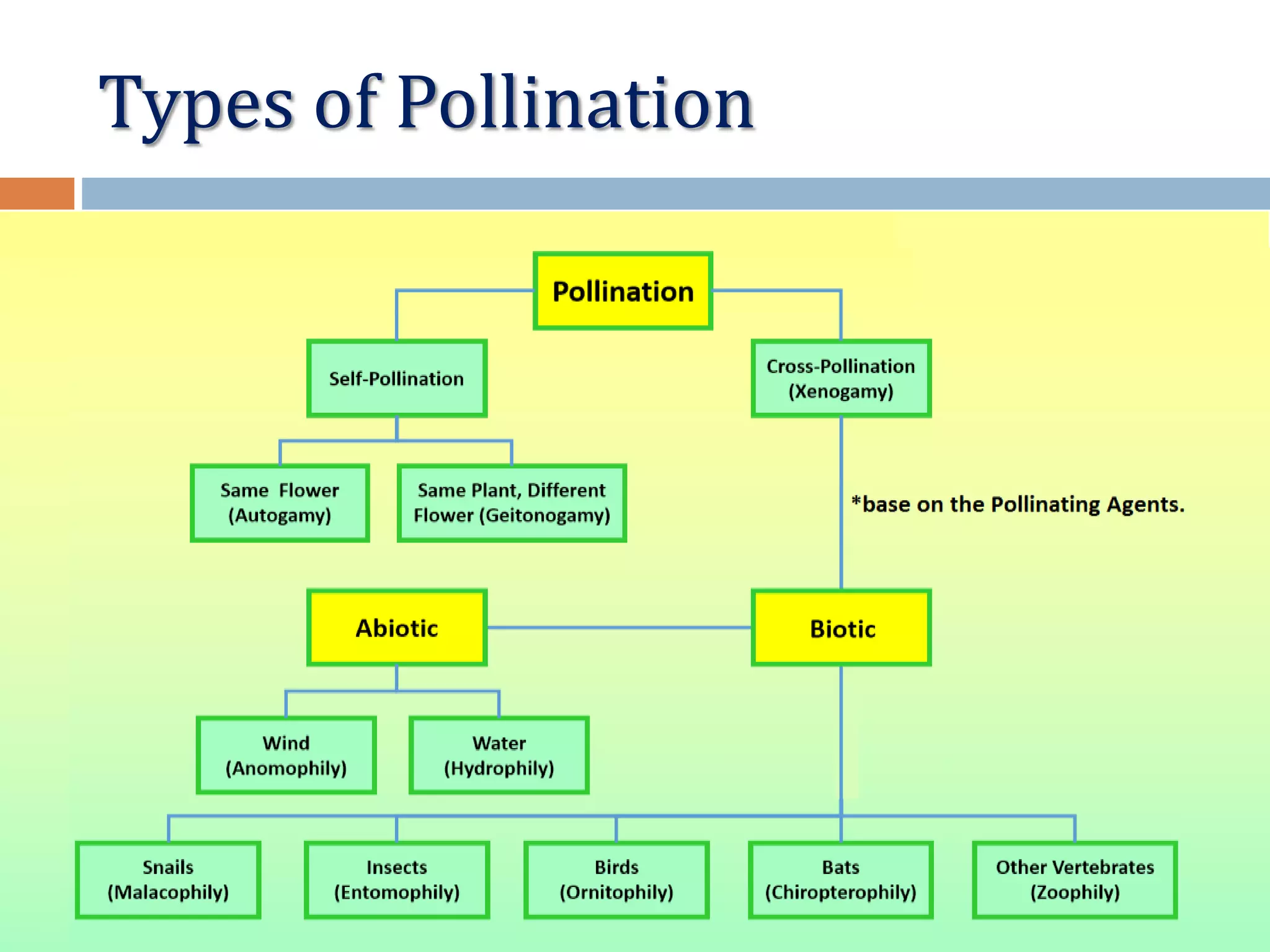 Pollination : Types and significance | PPTX