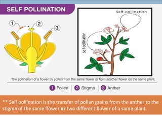 Pollination : Types and significance | PPTX