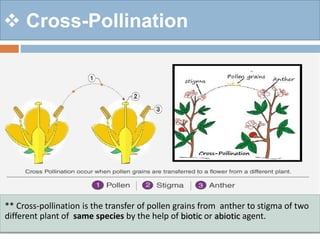 Pollination : Types and significance | PPTX