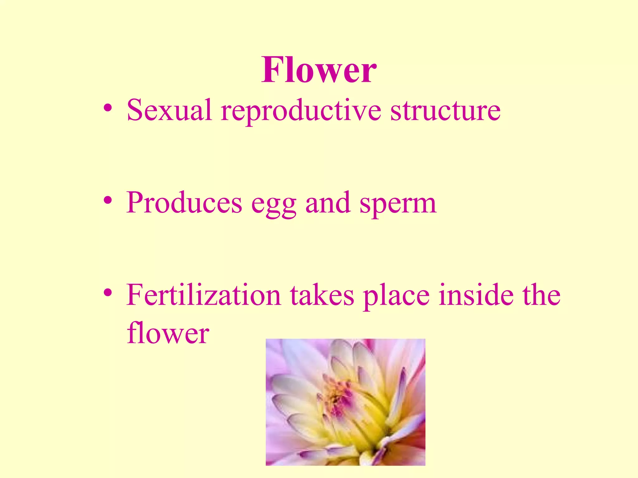 Pollination and fertilisation in flowers GCSE | PPT