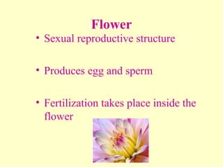 Pollination and fertilisation in flowers GCSE | PPT