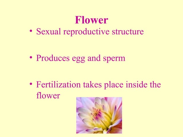 Pollination and fertilisation in flowers GCSE | PPT