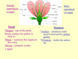 Pollination and fertilisation in flowers GCSE | PPT