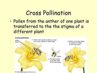 Pollination and fertilisation in flowers GCSE | PPT