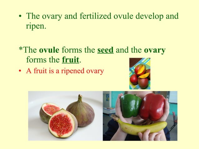 Pollination and fertilisation in flowers GCSE | PPT