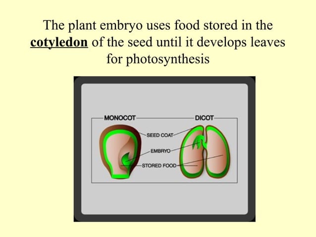 Pollination and fertilisation in flowers GCSE | PPT