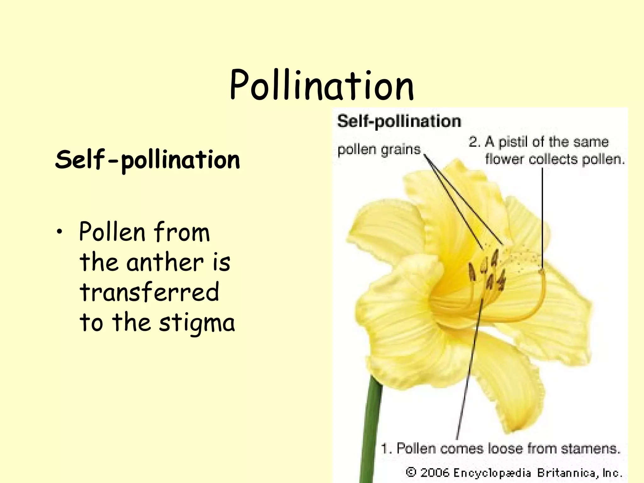Pollination | PPT