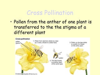 Pollination | PPT