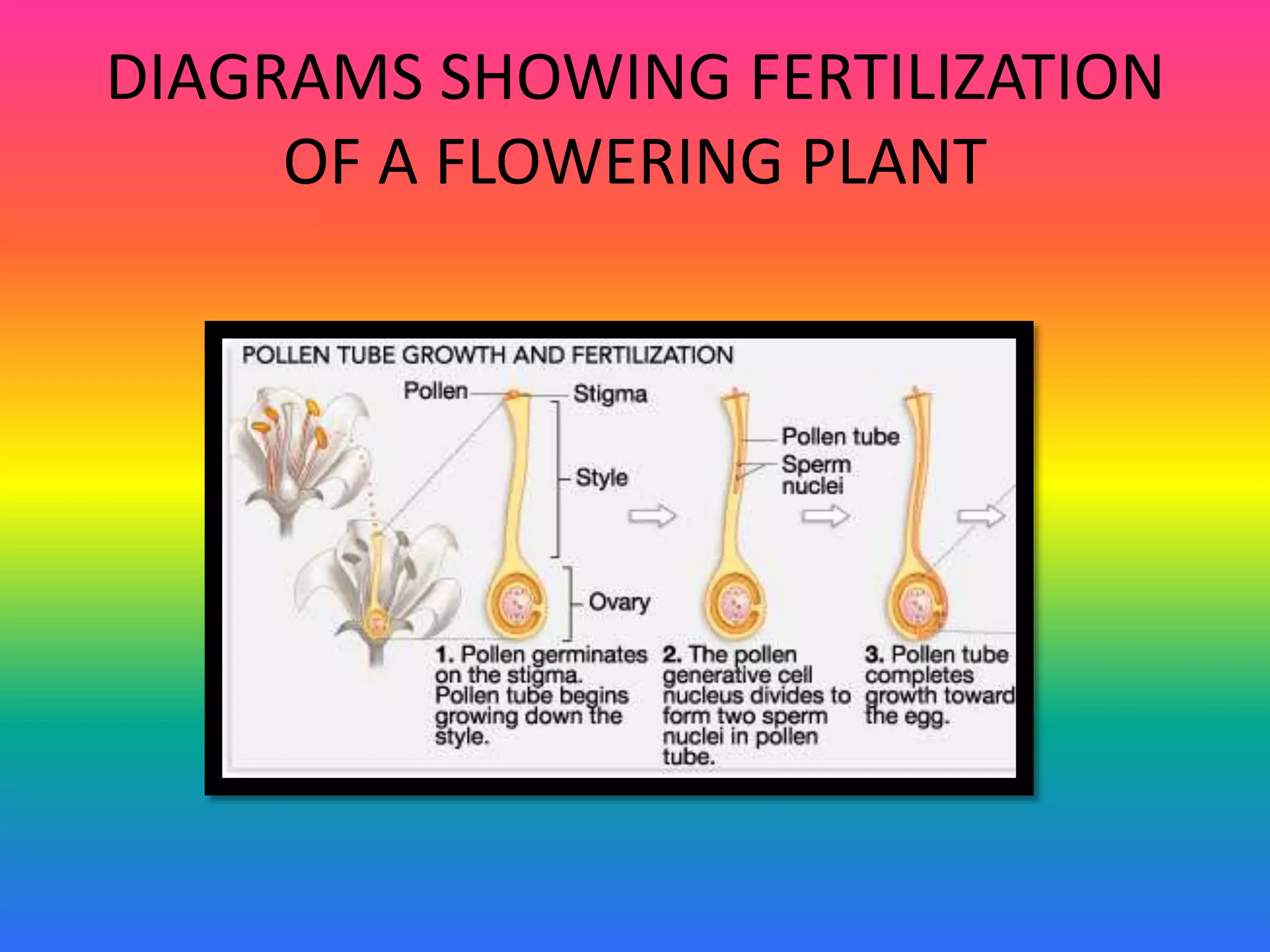 Pollination and fertilization | PPTX