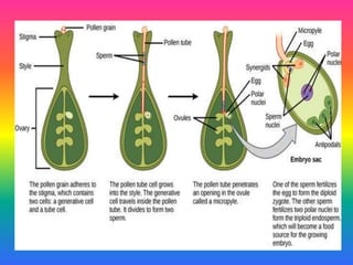 Pollination and fertilization | PPTX