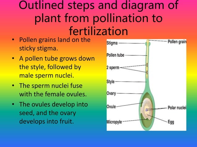 Pollination and fertilization | PPTX
