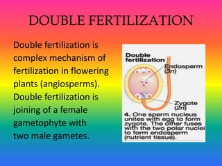 Pollination and fertilization | PPTX