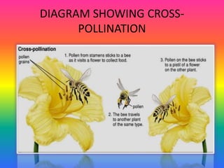 Pollination and fertilization | PPTX