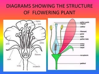 Pollination And Fertilization Diagram
