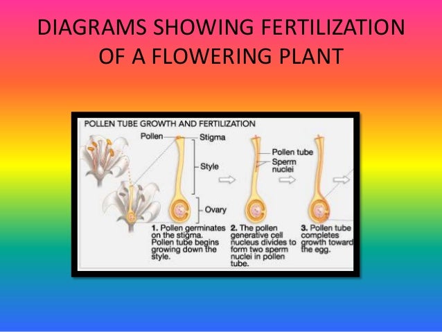 Pollination And Fertilization