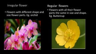 Pollination and fertilization in plant breeding (age6110 | PPTX ...