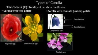 Pollination and fertilization in plant breeding (age6110 | PPTX ...