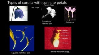 Pollination and fertilization in plant breeding (age6110 | PPTX ...