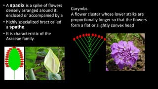 Pollination and fertilization in plant breeding (age6110 | PPTX ...