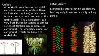 Pollination and fertilization in plant breeding (age6110 | PPTX ...