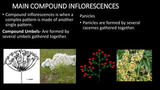 Pollination and fertilization in plant breeding (age6110 | PPTX ...