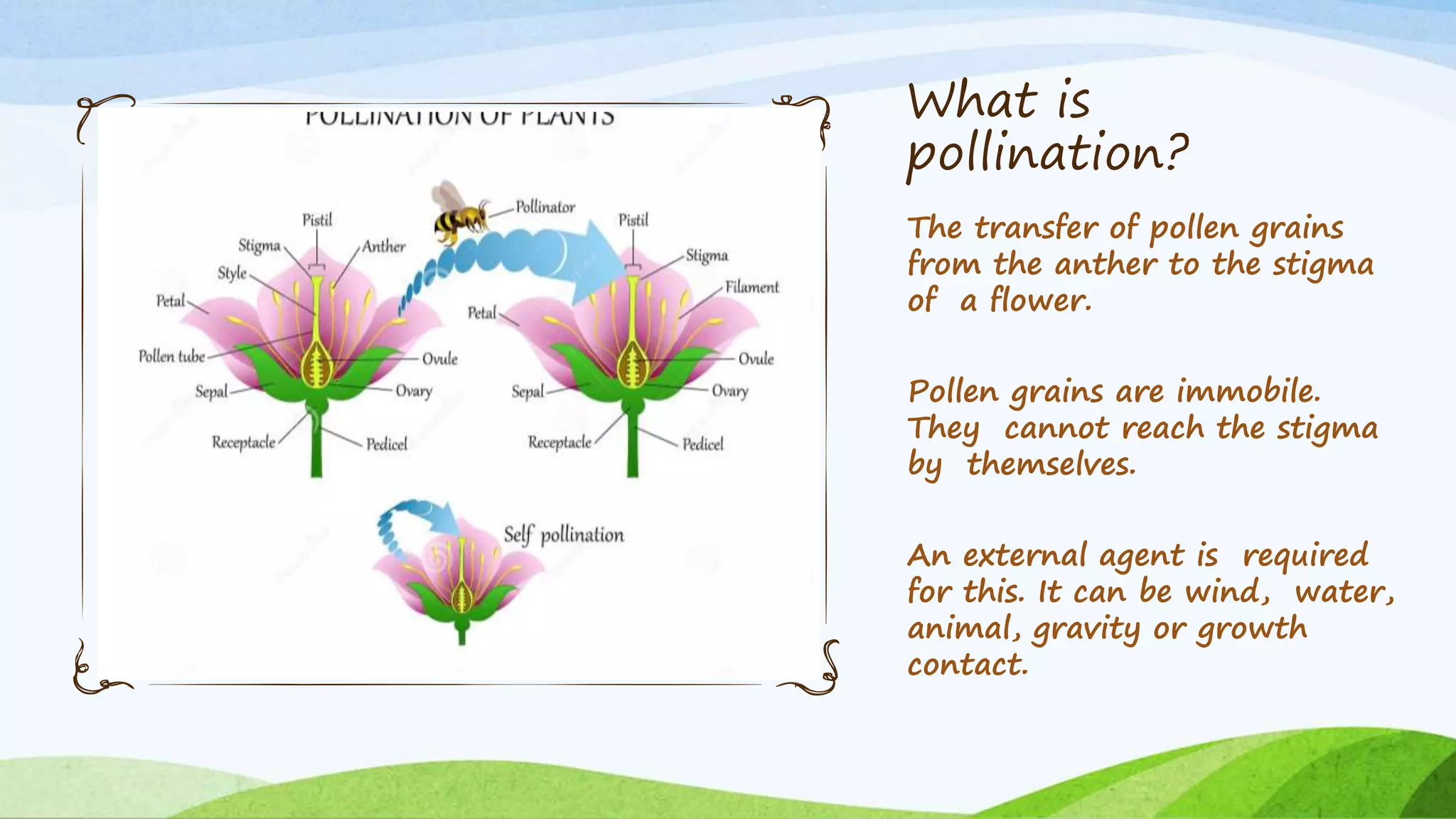 Pollination.pptx