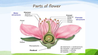 Pollination.pptx