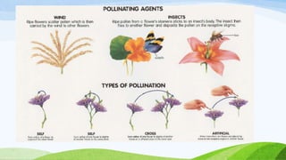 Pollination.pptx