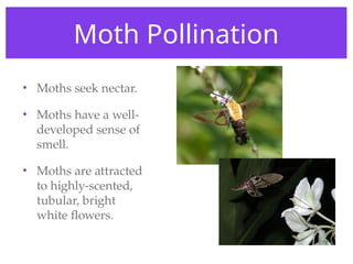 Pollination&Dispersal.ppt science 5 school year 2024-2025 | PPT