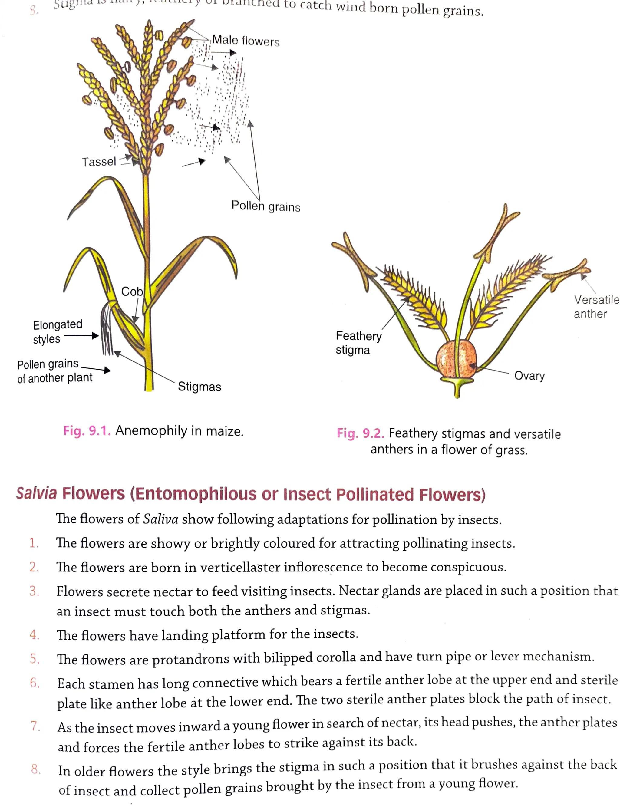pollination experiment.pdf class 12 biology | PDF