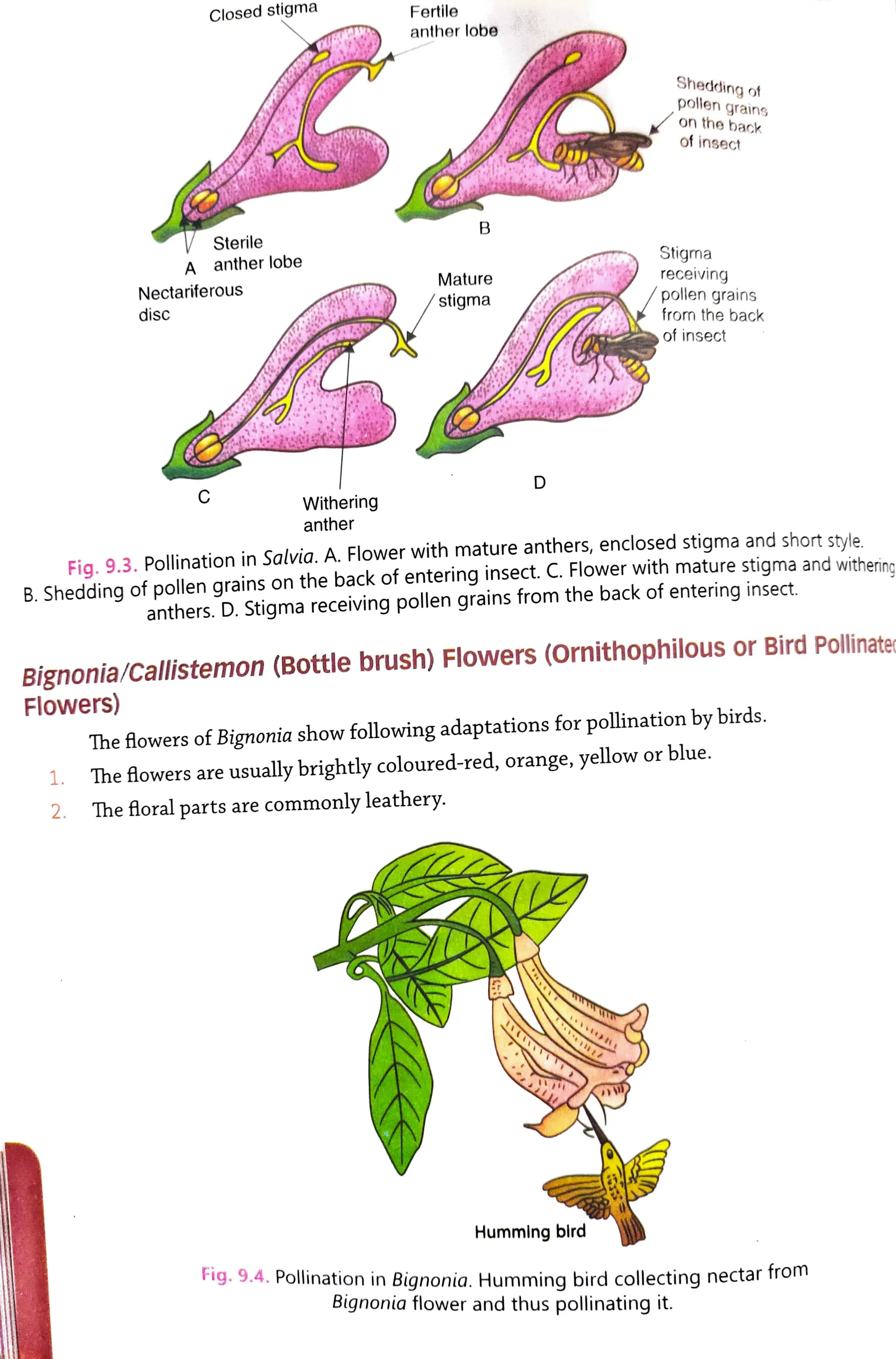 pollination experiment.pdf class 12 biology | PDF
