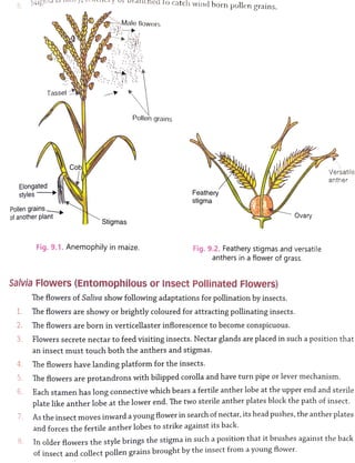 pollination experiment.pdf class 12 biology | PDF