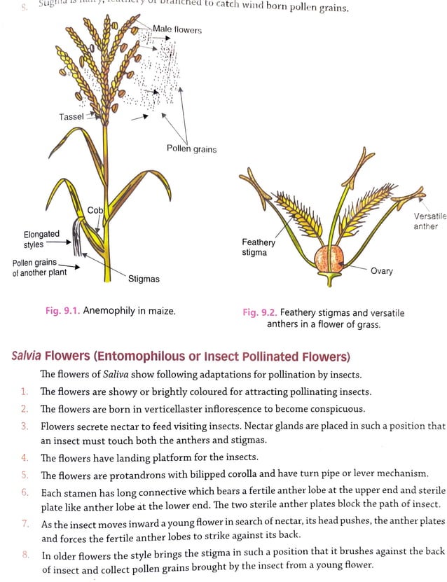 pollination experiment.pdf class 12 biology | PDF | Beekeeping ...